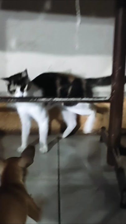 Banana 🍌 pet cat - YouTube