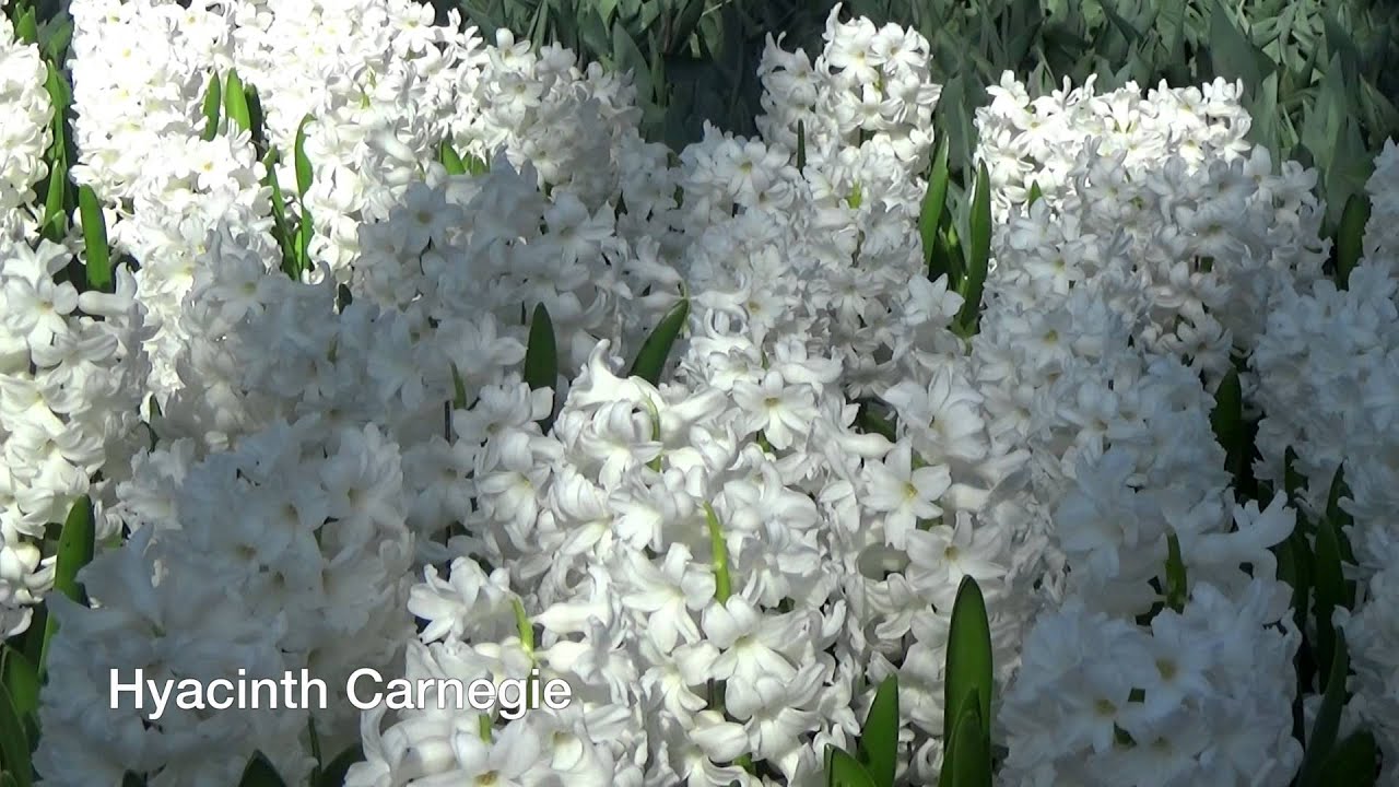 Hyacinth Carnegie - Hyacinth Bulbs from Holland - YouTube