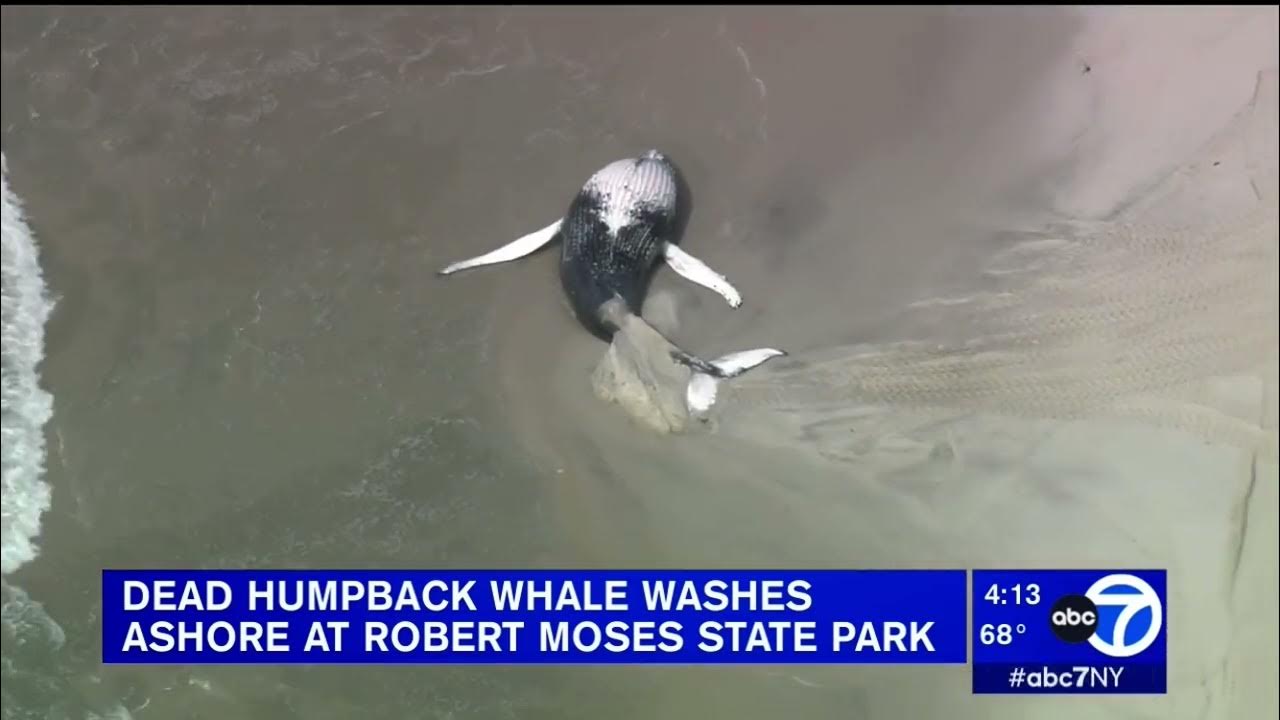 DEAD HUMPBACK WHALE WASHES ASHORE AT ROBERT MOSES STATE PARK - YouTube