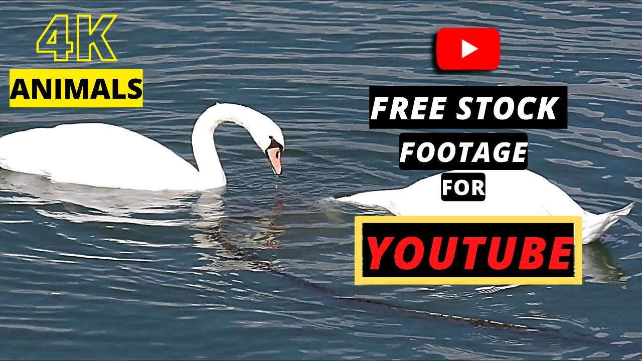 Swan | Free Stock Footage for YouTube | Stock video | No-copyright ...