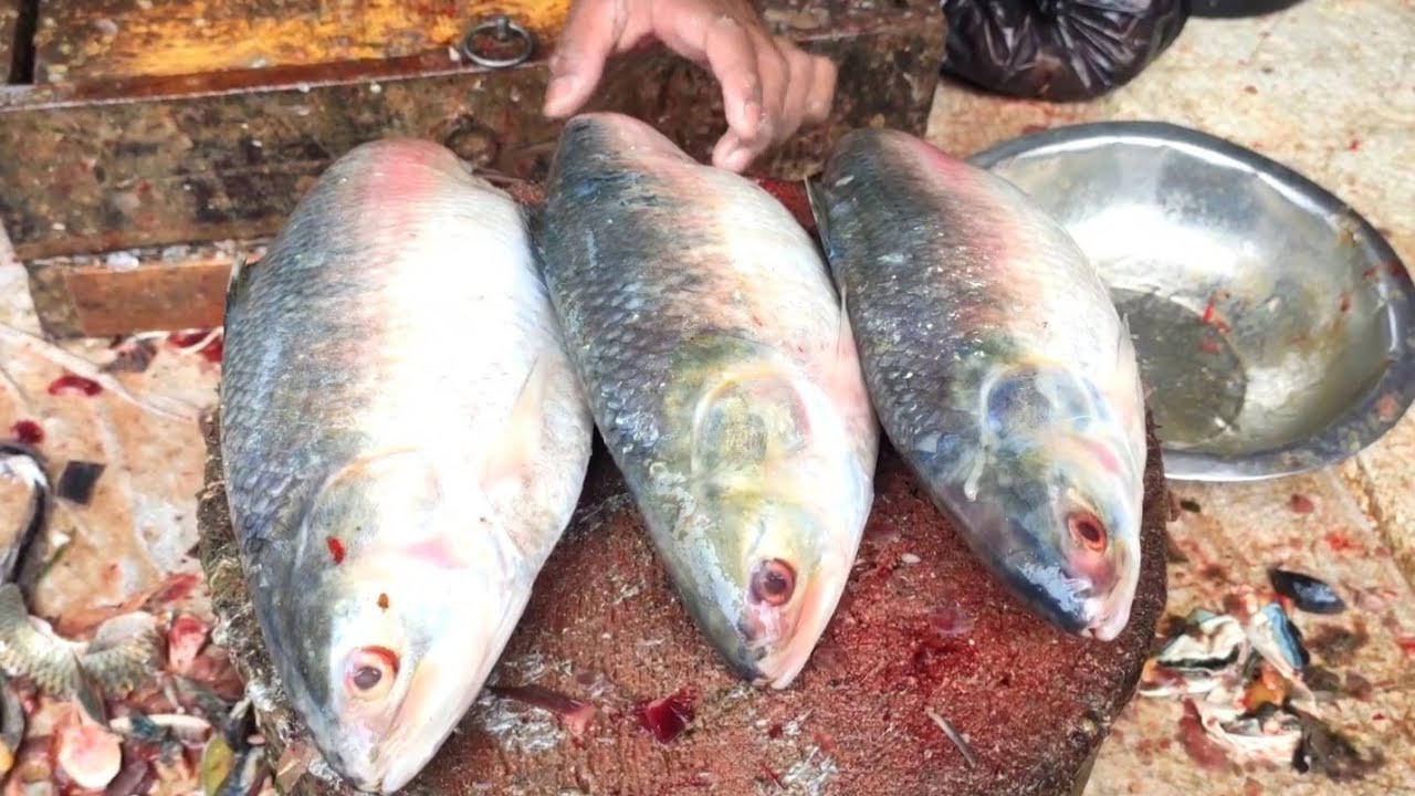 Delicious Big Hilsa (ilish) FISH Cutting In Bangladesh Fish Market ...