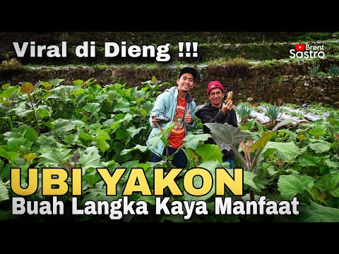 VIRAL DI DIENG !!! UBI YAKON BUAH LANGKA KAYA MANFAAT