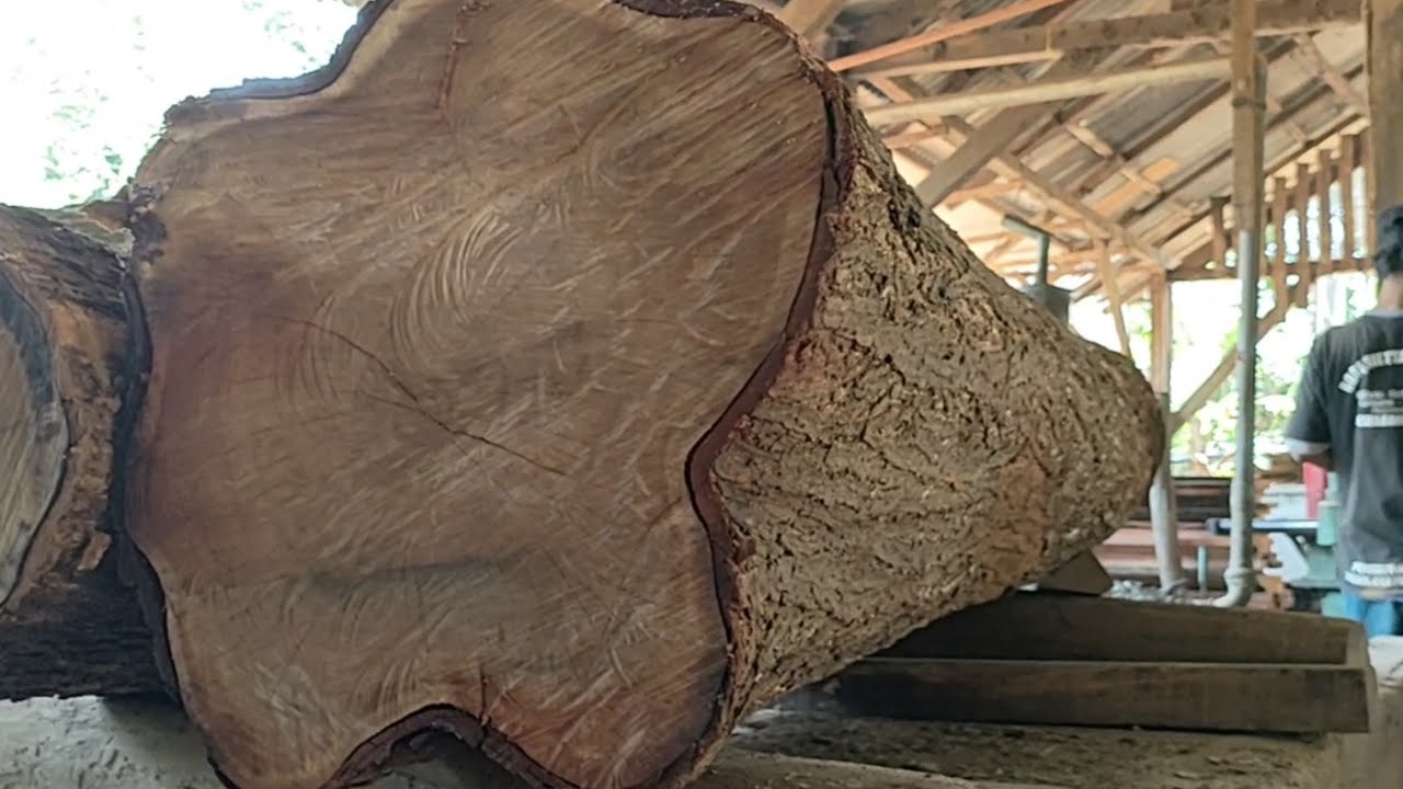 Super heavy old acacia wood, durable furniture material in the sawmill ...