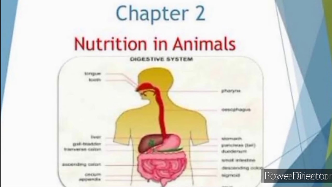 Class 7 Science Chapter 2 (Stomach) - YouTube