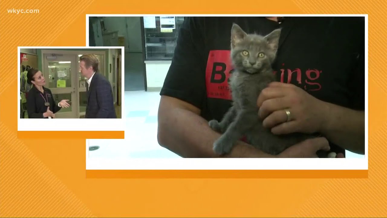 Cleveland APL reduces cat adoption fees - YouTube