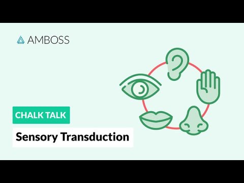 What Is It Meant By Transduction In Psychology