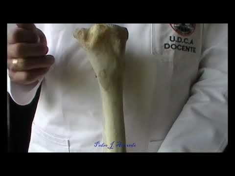 Tibia del equino - YouTube