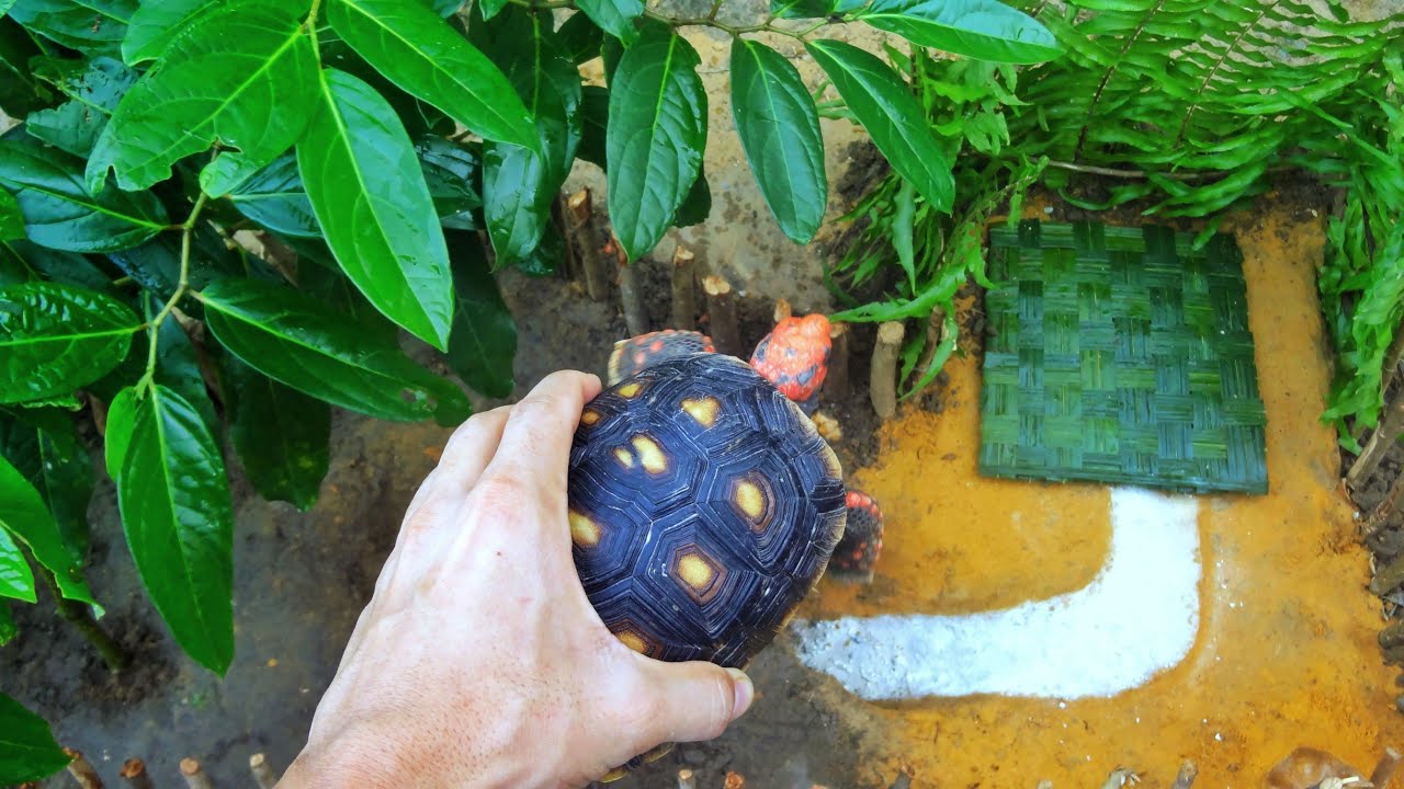 Fiz um terrário para o Jabuti | Veja como ficou a casa nova! 🐢🏠 - YouTube