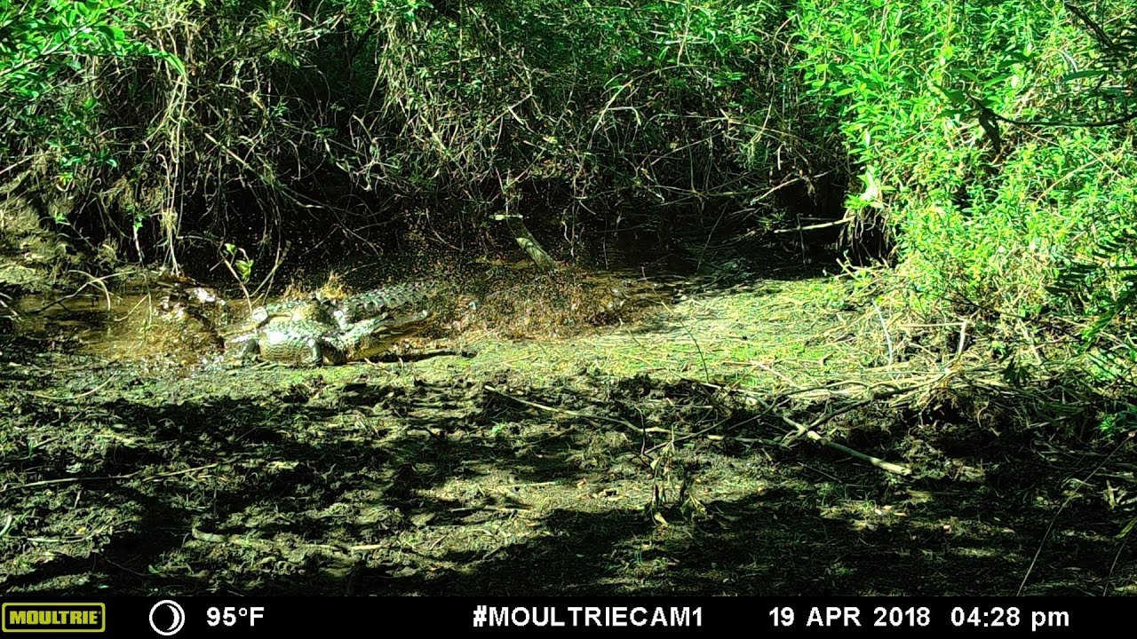 Caught On Camera Gator Hole - Watering Hole Game Camera Compilation ...