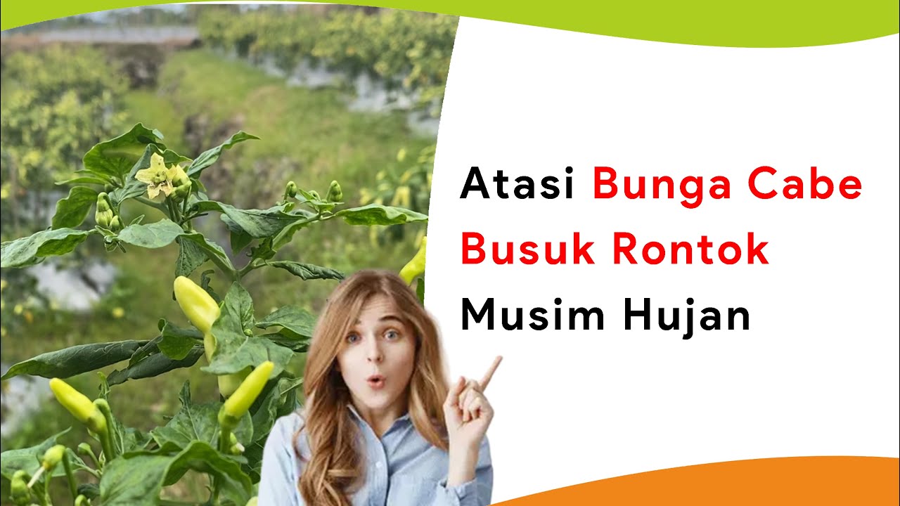 Resep dari Ahli Master Cabe! Agar Bunga Gak Rontok di Musim Hujan - YouTube