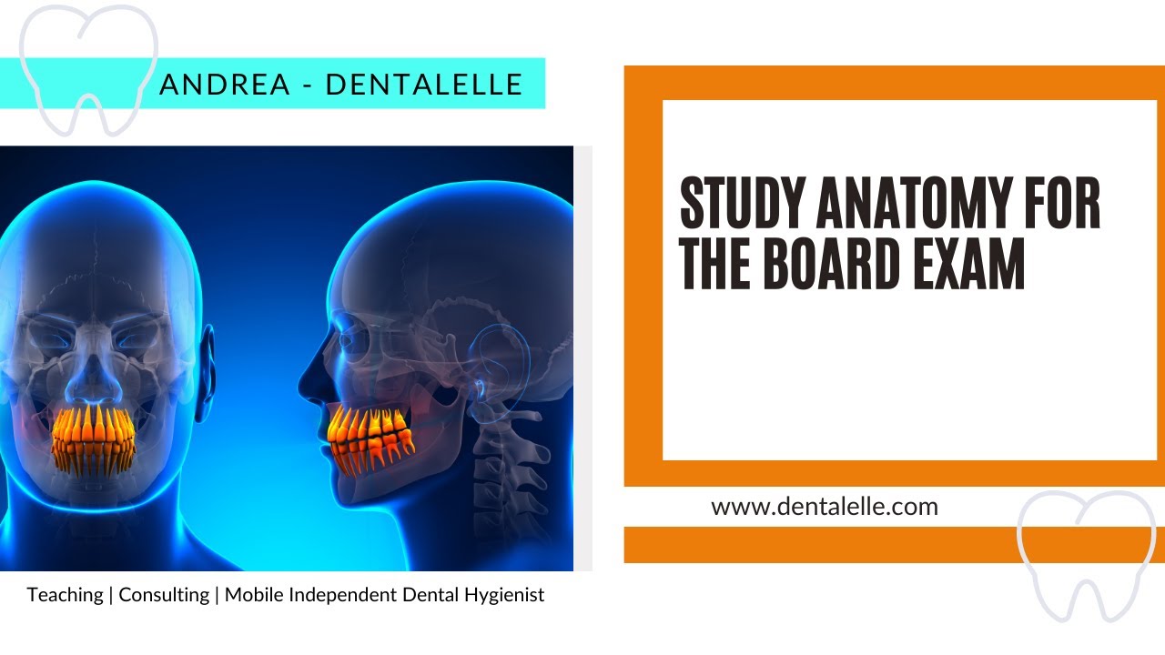 How To Study Oral Anatomy for the Board Exam from the Blueprint! - YouTube