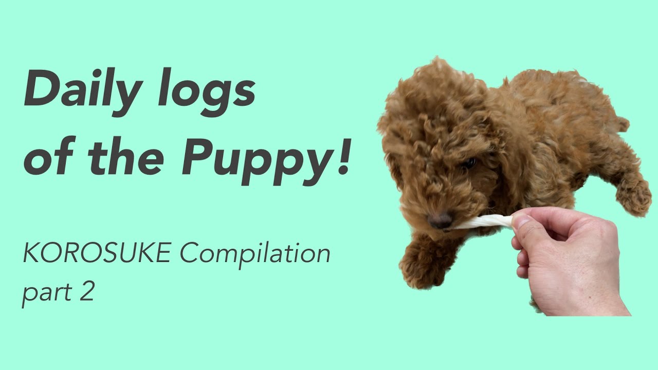 Baby dog short videos | Compilation part 2 - YouTube