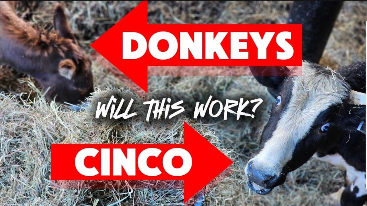 Cinco’s Second Chance: From Auction Bull to Donkey Herd Mate - YouTube