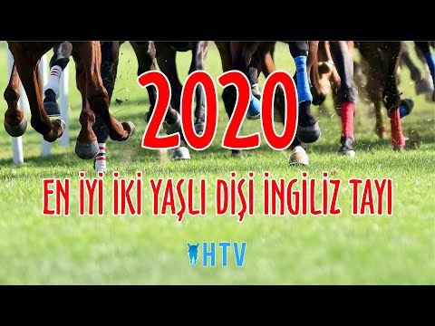 2020 Yılı En İyi 2 Yaşlı Dişi İngiliz Tayı \