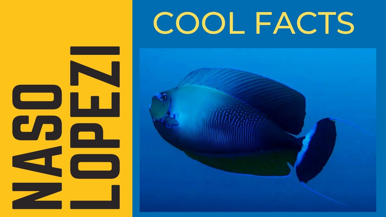 Naso Lopezi facts 🐠 Elongated unicornfish facts 🐟 - YouTube