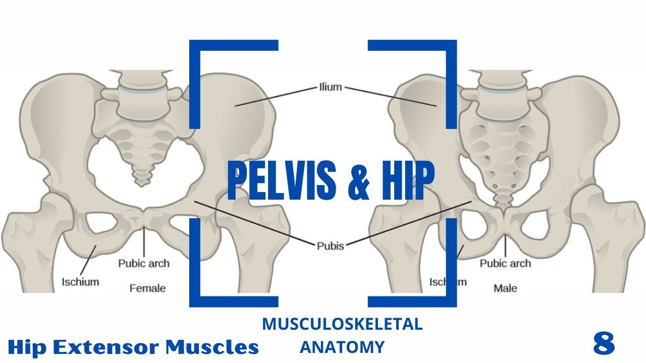 Hip Extensor Muscles - YouTube