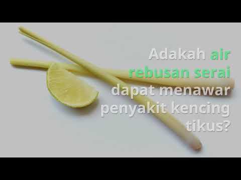 Apakah Itu Kencing Tikus Dan Penawarnya (Leptospirosis)