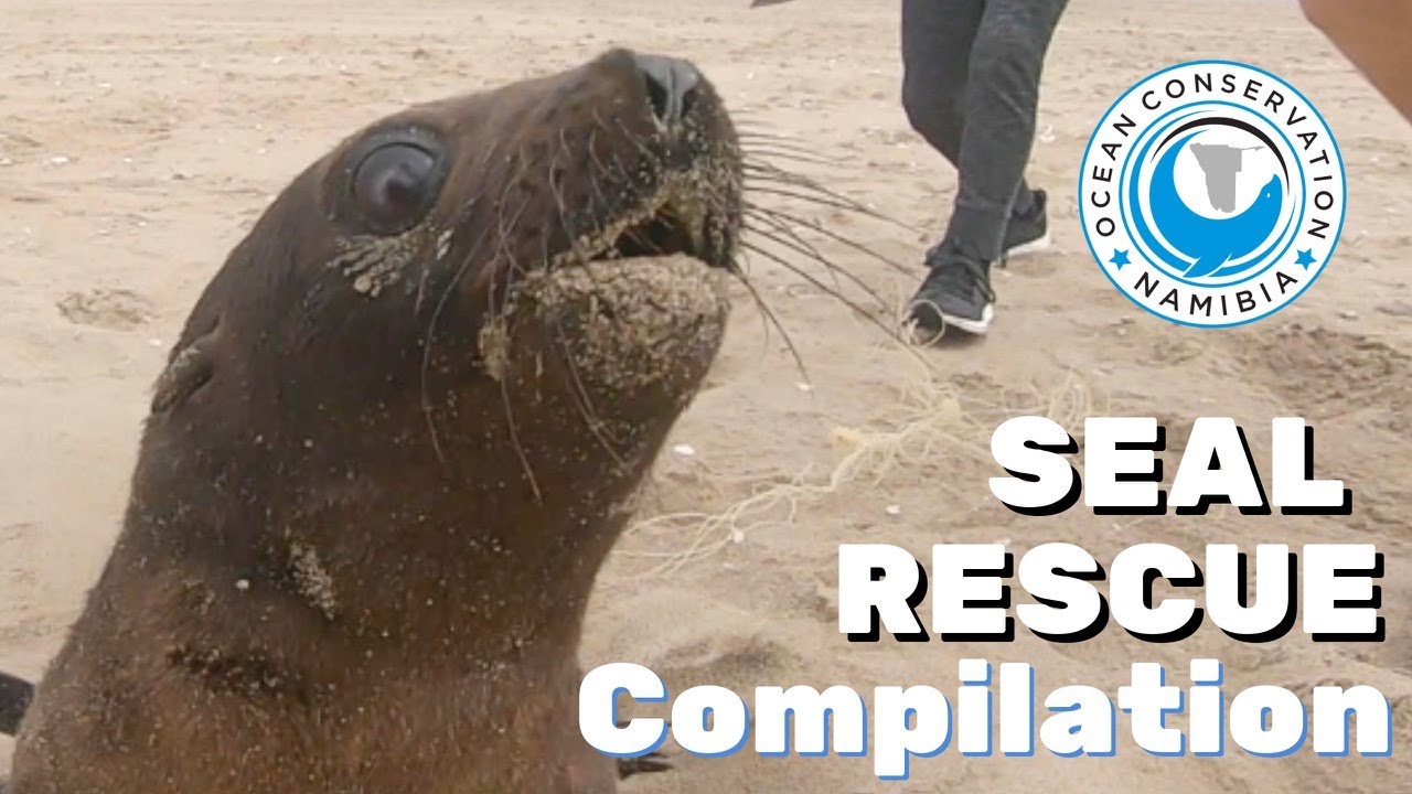 SEALS RESCUED from Entanglement x 3 - YouTube