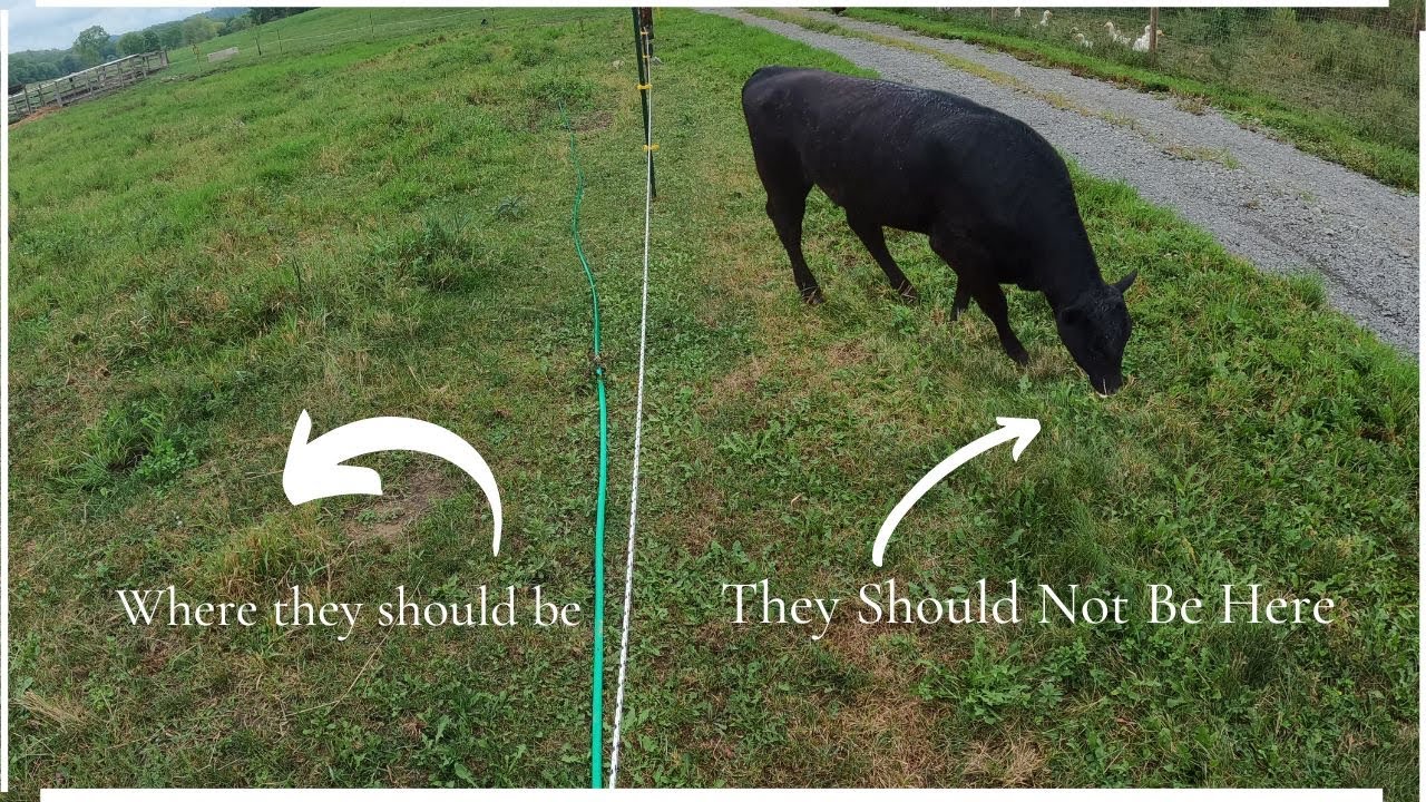 The Cows Got OUT - YouTube