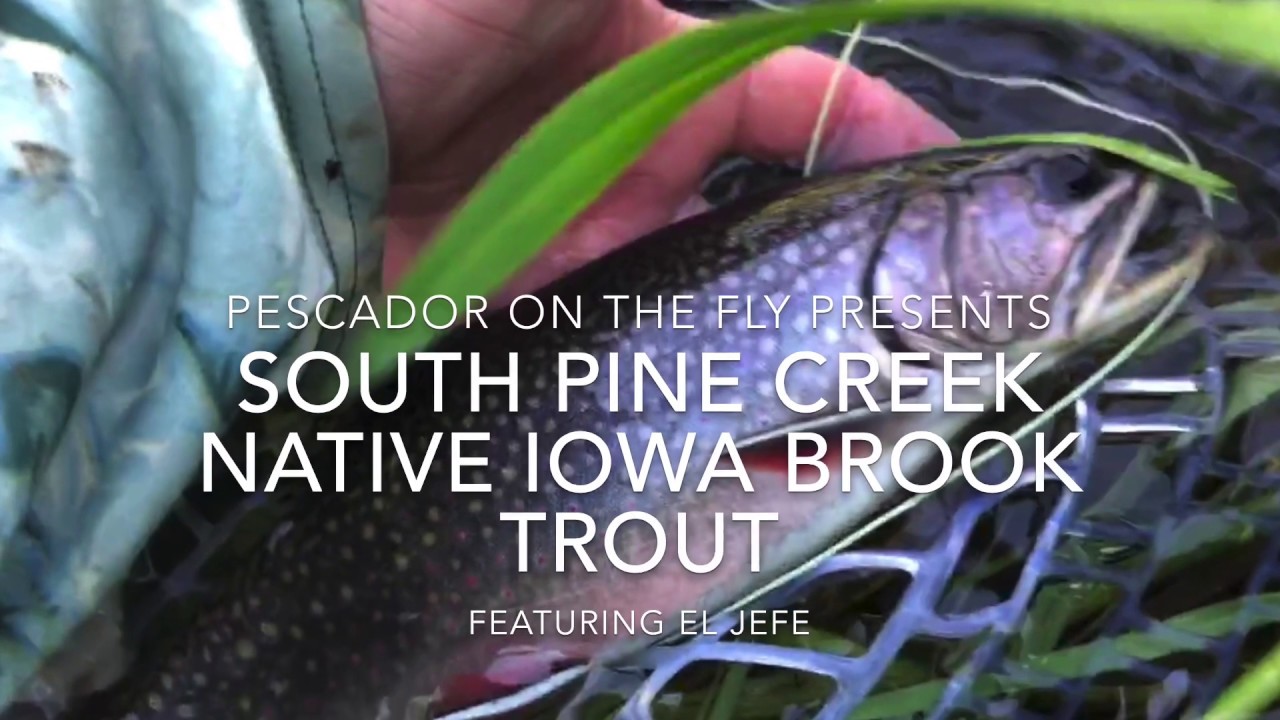 South Pine Creek Native Iowa Brook Trout - YouTube