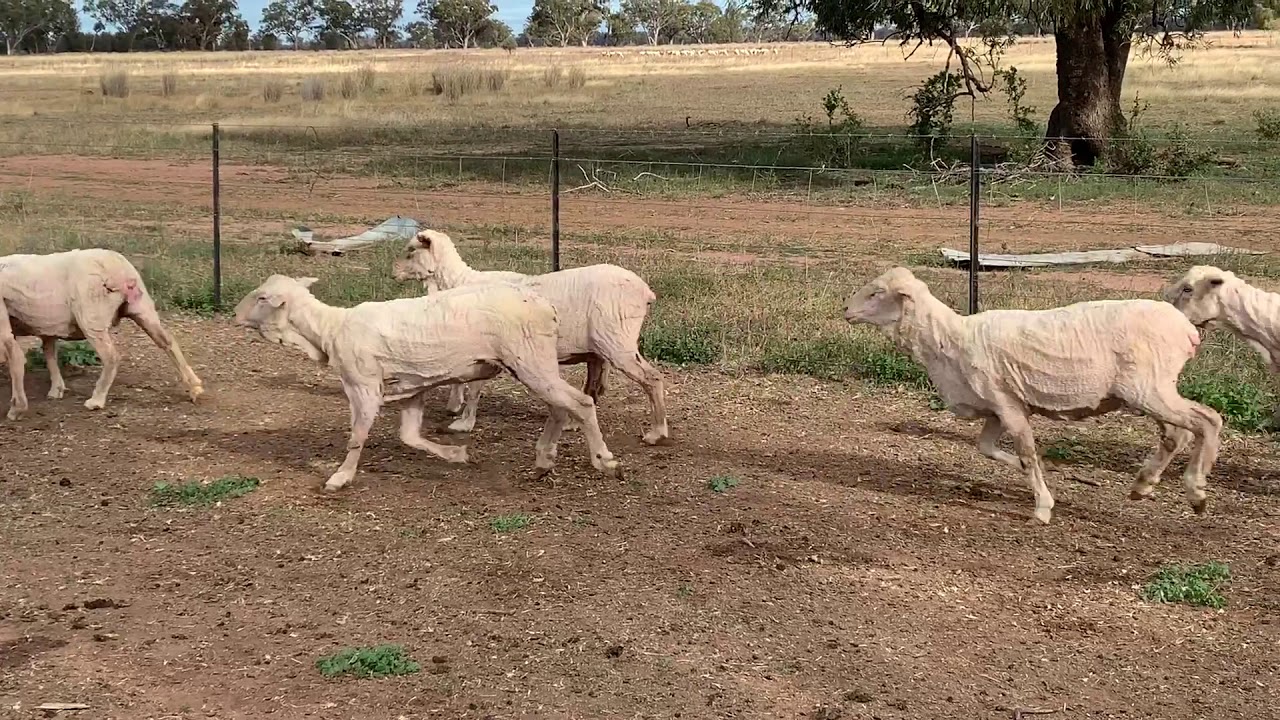 Westray Merino Ewes Scanned in Lamb Singles to SAMM Rams Auctions Plus ...