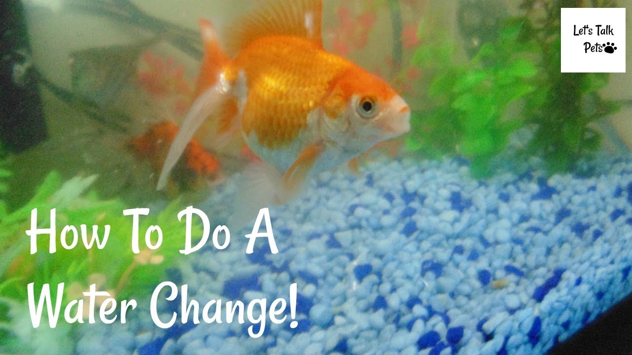 How To Do A Water Change!!! - YouTube
