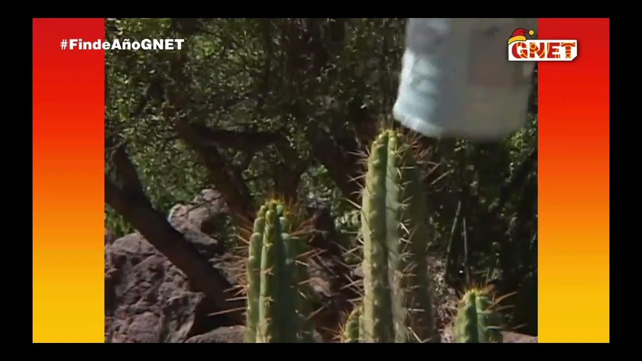 fragmentos de 31 minutos en GNET - YouTube