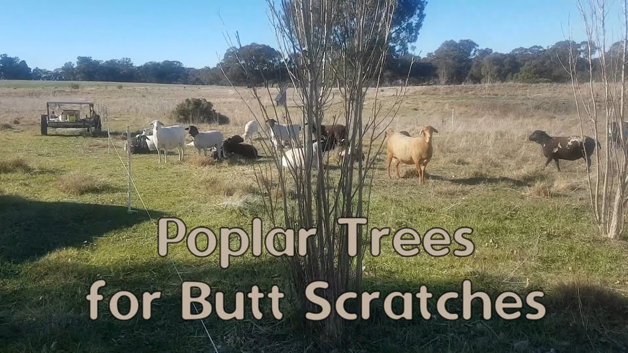 Poplar Trees for Butt Scratches - YouTube