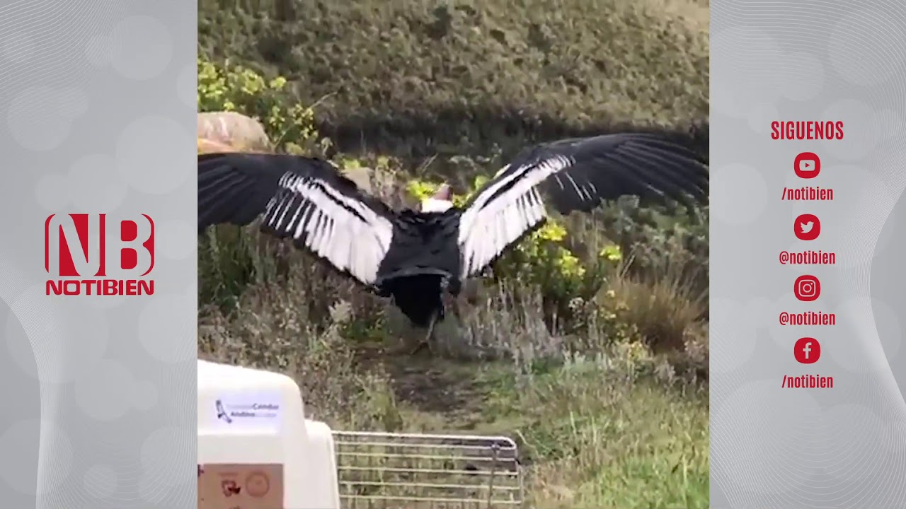 Cóndor herido es recuperado y liberado. - YouTube