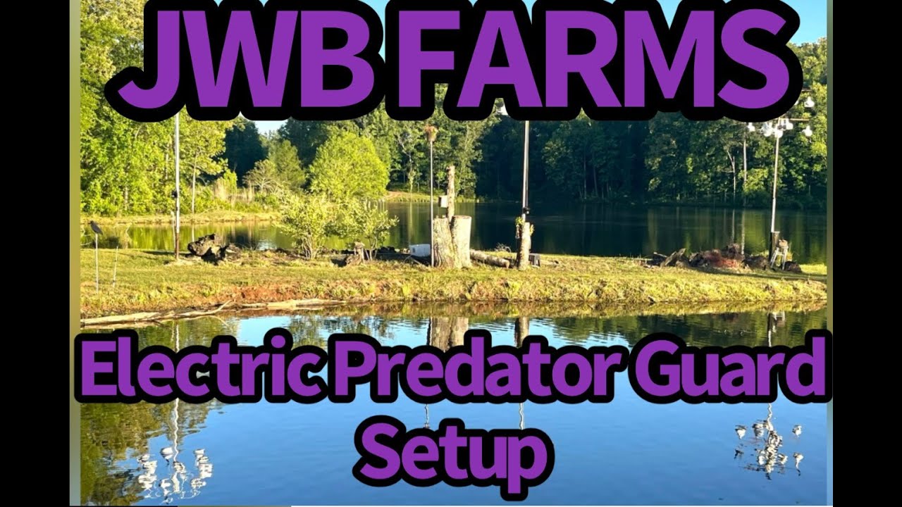 Purple Martins, Electric Predator Guard - YouTube