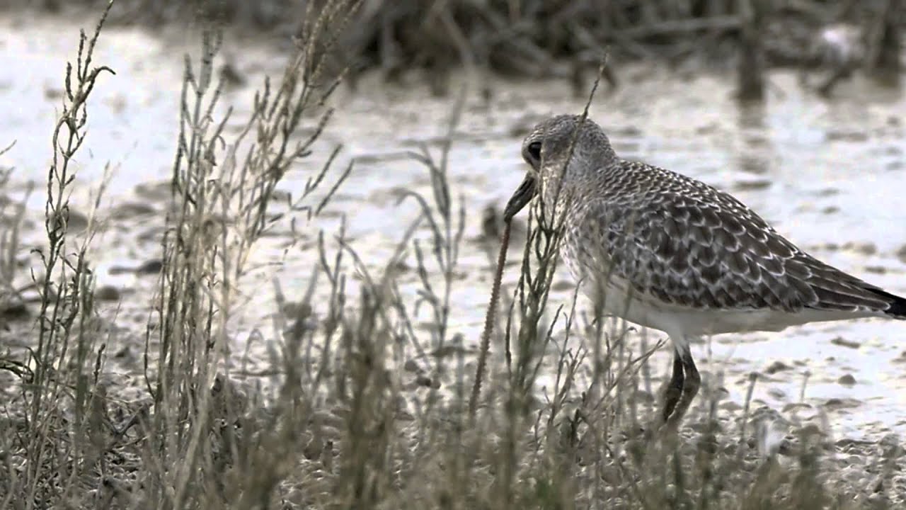 Zager - Alitta virens - king ragworm - YouTube