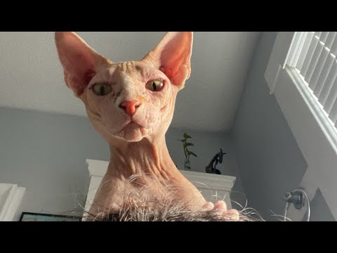 Relaxation ASMR my hairless cat Lewis Bathing Cat Licking - YouTube