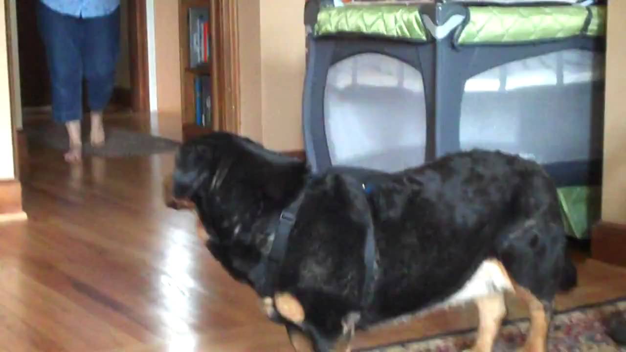 Ellie and Roscoe - Webisode 4 - YouTube
