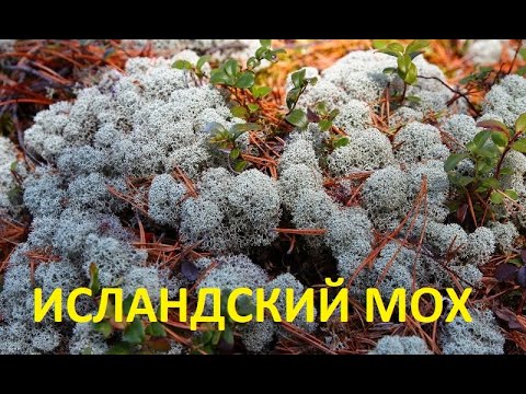 Настойка исландского мха І Средство от кашля и не только - YouTube