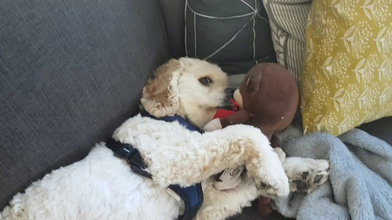 Ashton The American Cocker Spaniel Dog - Playing with teddy time! - YouTube