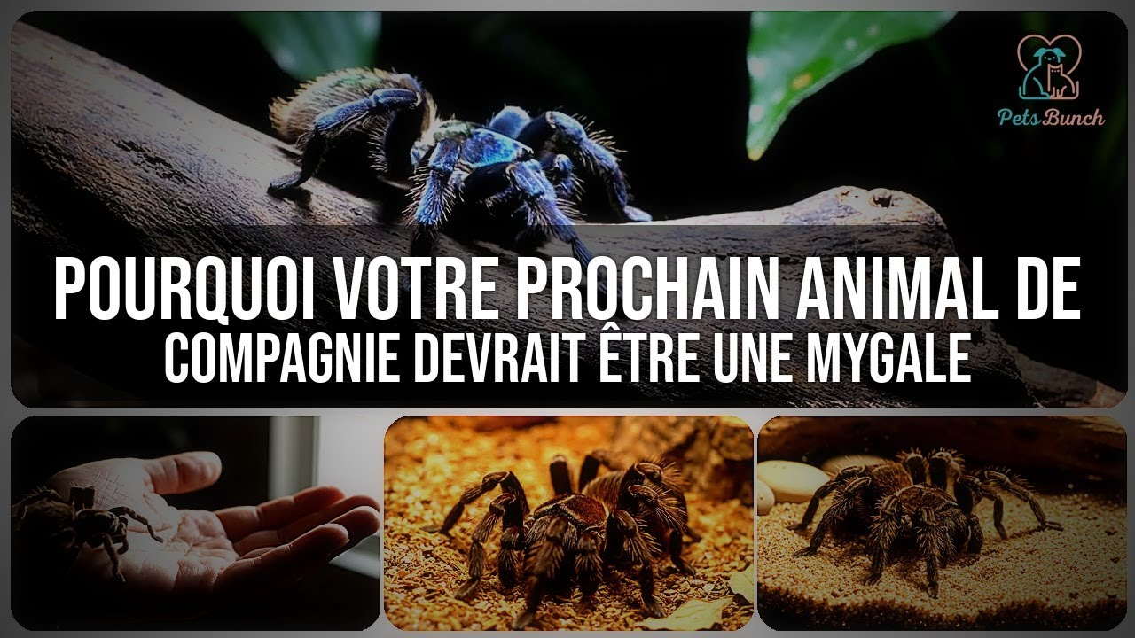 Pourquoi la Mygale est l'Animal de Compagnie Idéal (et sous-estimé ...