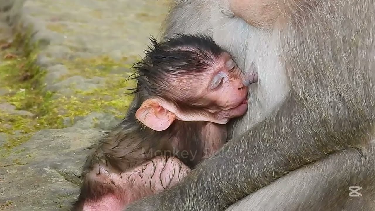 Amazing and strong baby monkey Jett fast running till fail into the ...