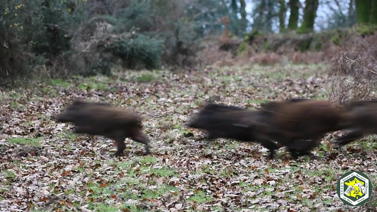 Chasse aux chiens courants | Sangliers, Chevreuils, Renards | AFACCC 22 ...