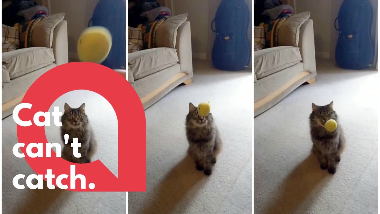 Hapless kitty takes social media by storm with inability to catch ball ...
