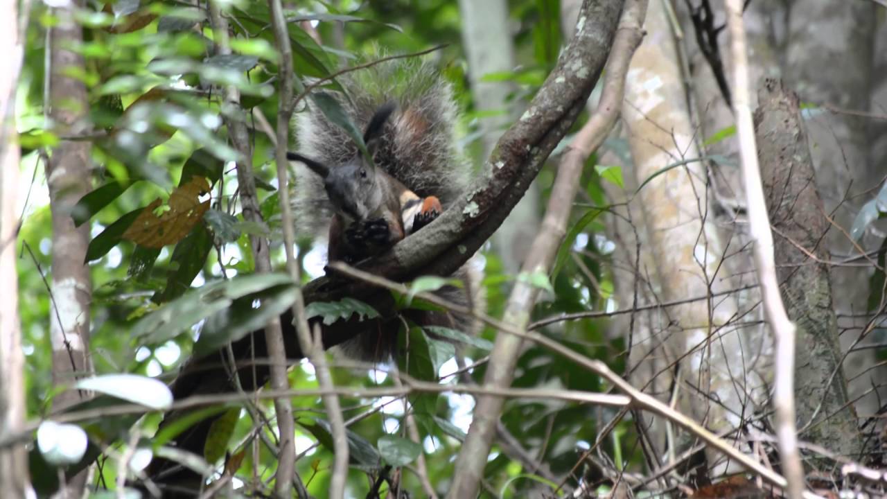 Borneo tufted ground squirrel - YouTube