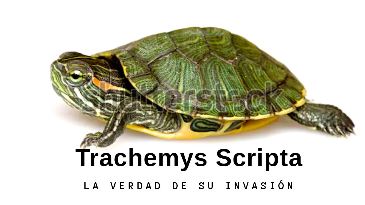 Trachemys Scripta, qué debes saber si tienes una de ellas - YouTube