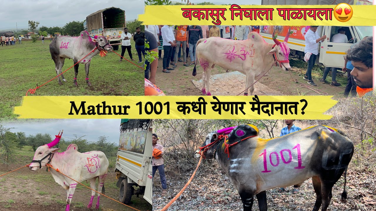 Mathur 1001 मैदानात कधी येणार? बकासुर गेला पाळायला😍 #mathur1001 # ...