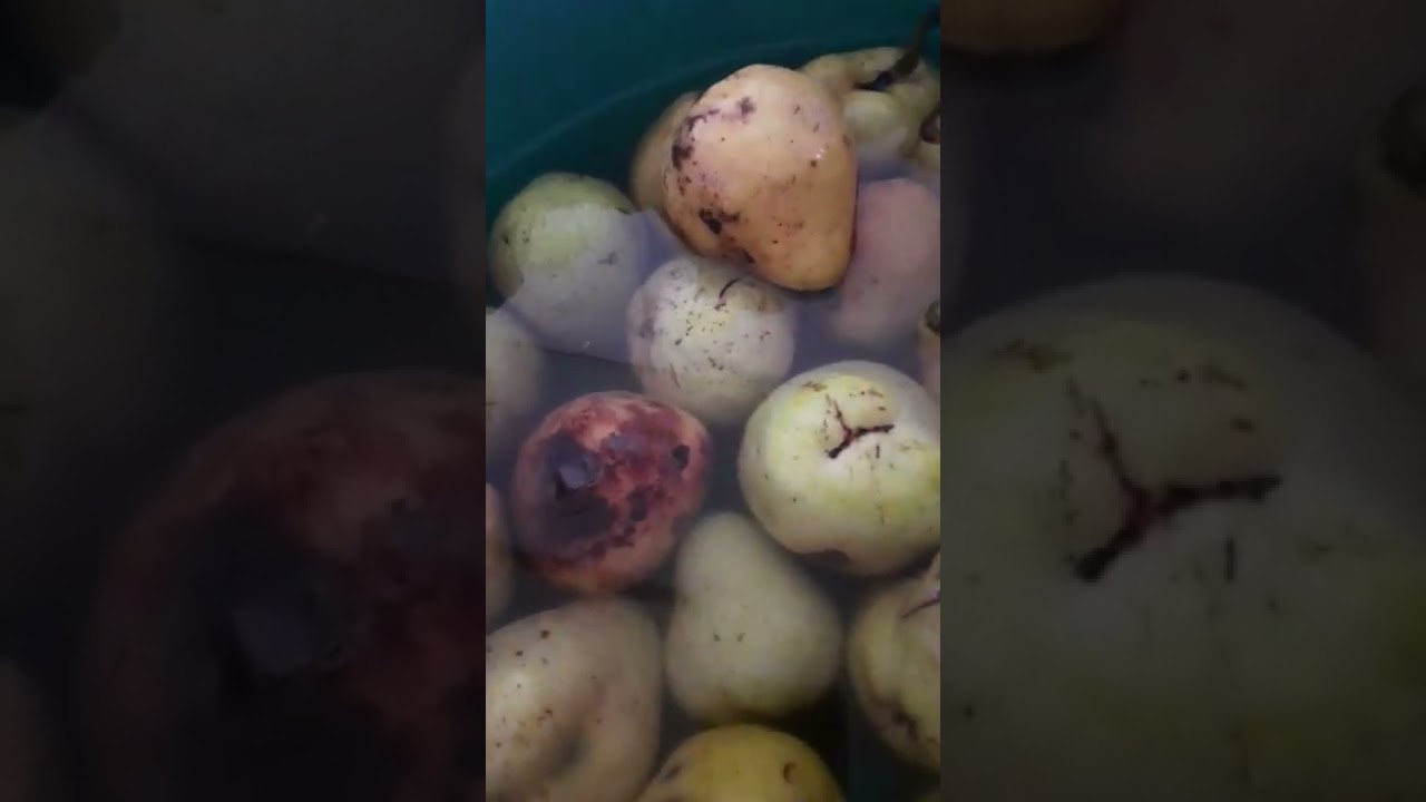 gem de pere. - YouTube