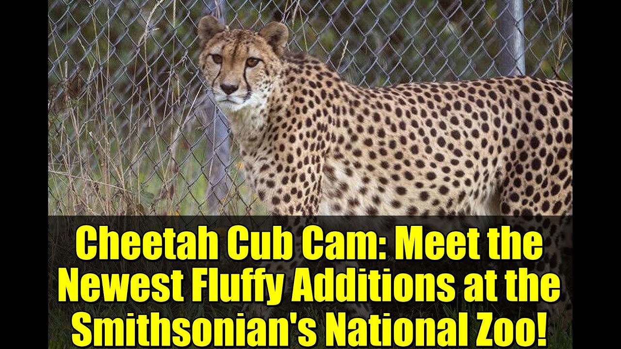 Cheetah Cub Cam: Meet the Newest Fluffy Additions at the Smithsonian's ...