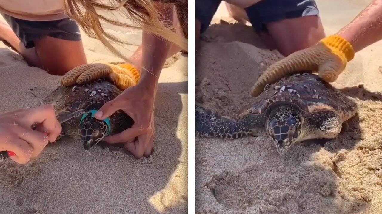 Man Rescues Sea Turtle Stuck In PLASTIC LOOP (ANIMAL RESCUE) - YouTube