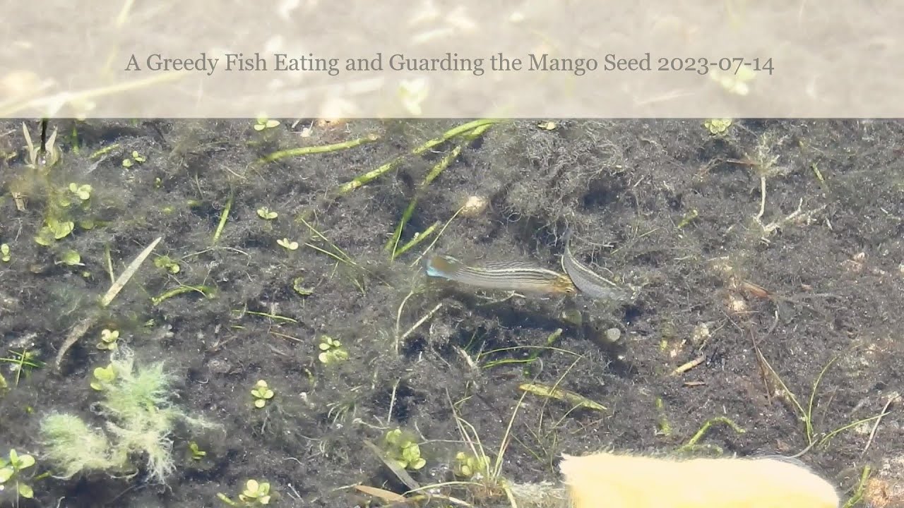 A Greedy Fish Eating and Guarding the Mango Seed || GOD'S CREATIONS ...