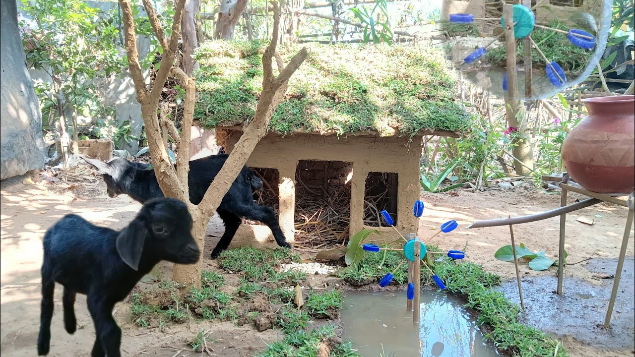 Goat Rescue From Cave Goat Castle And Moat Around Goat House MAL TV ...