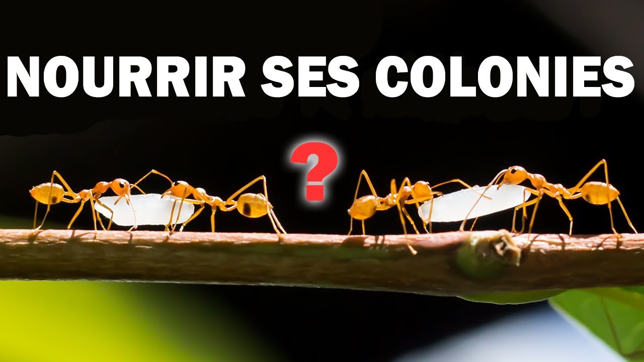 Comment nourrir ses fourmis : Quelle nourriture donner ? Combien de ...