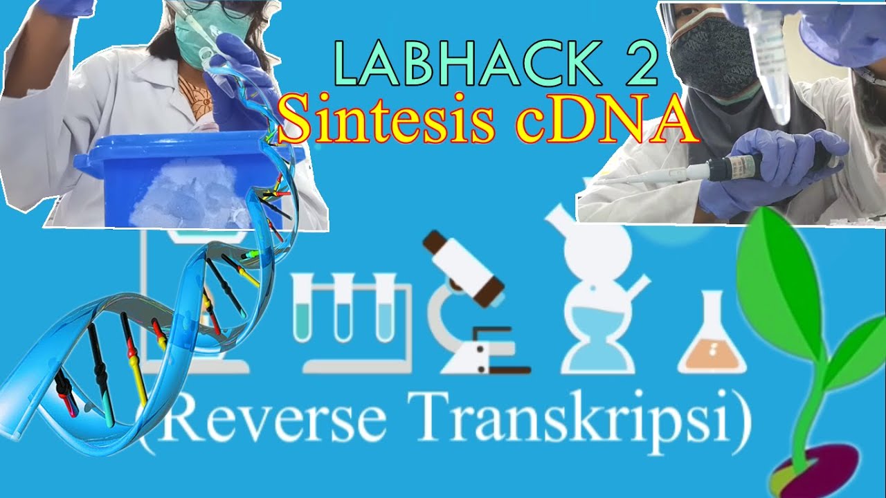 Sintesis cDNA (dari RNA tumbuhan) - LABHACK 2 Reverse Transcription ...