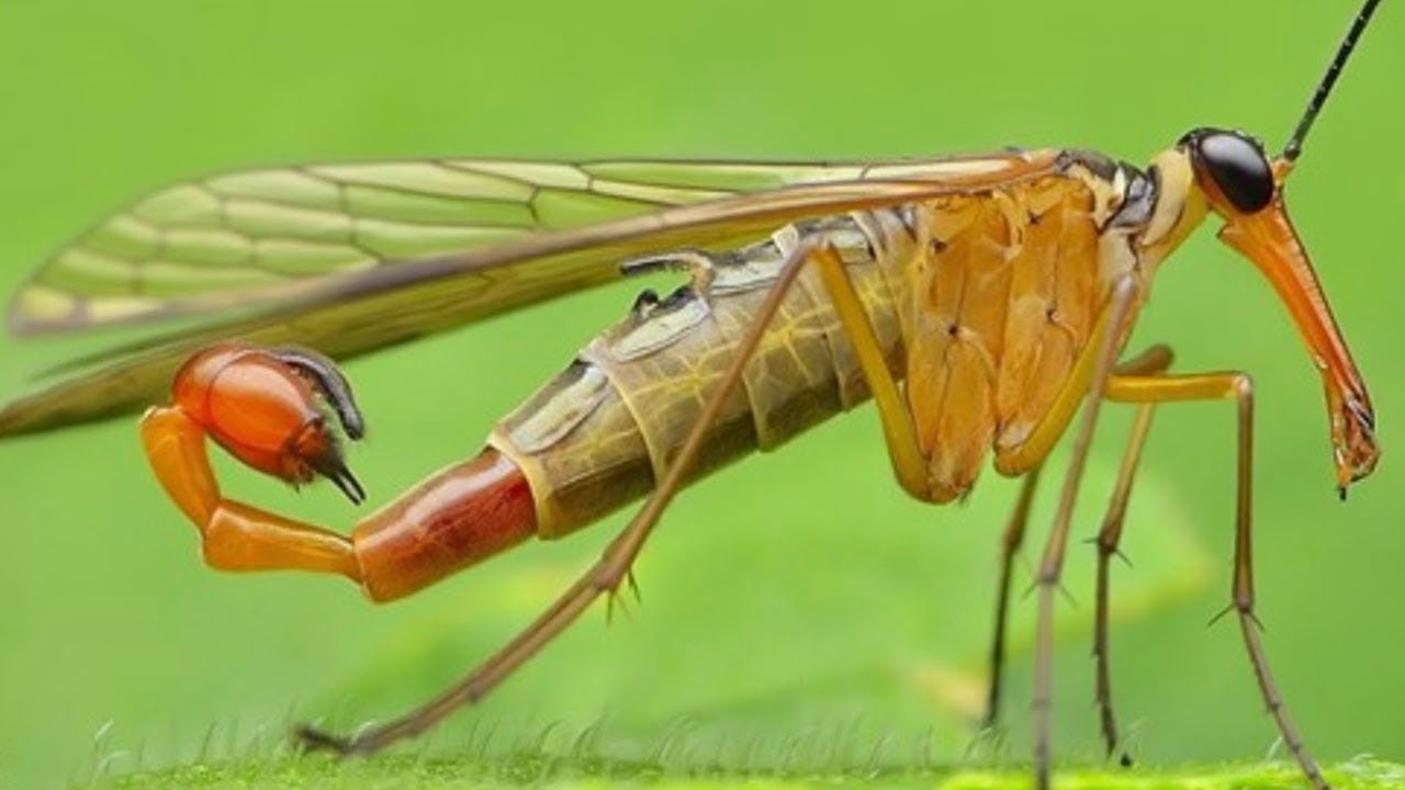 10 Insectos Más Aterradores del Mundo - YouTube